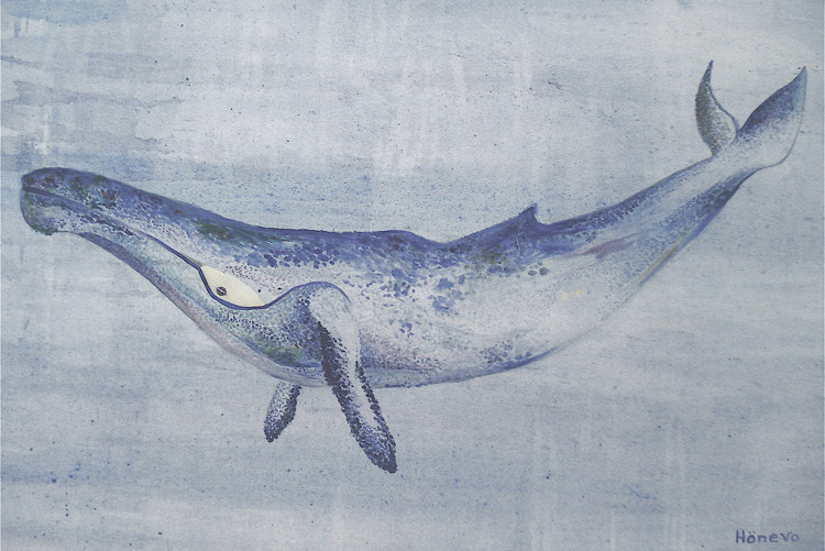 Bebe Ballena – Honevo